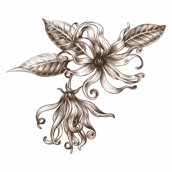 Cananga Odorata (Ylang Ylang) Flower Oil: The Science behind the Aroma ...