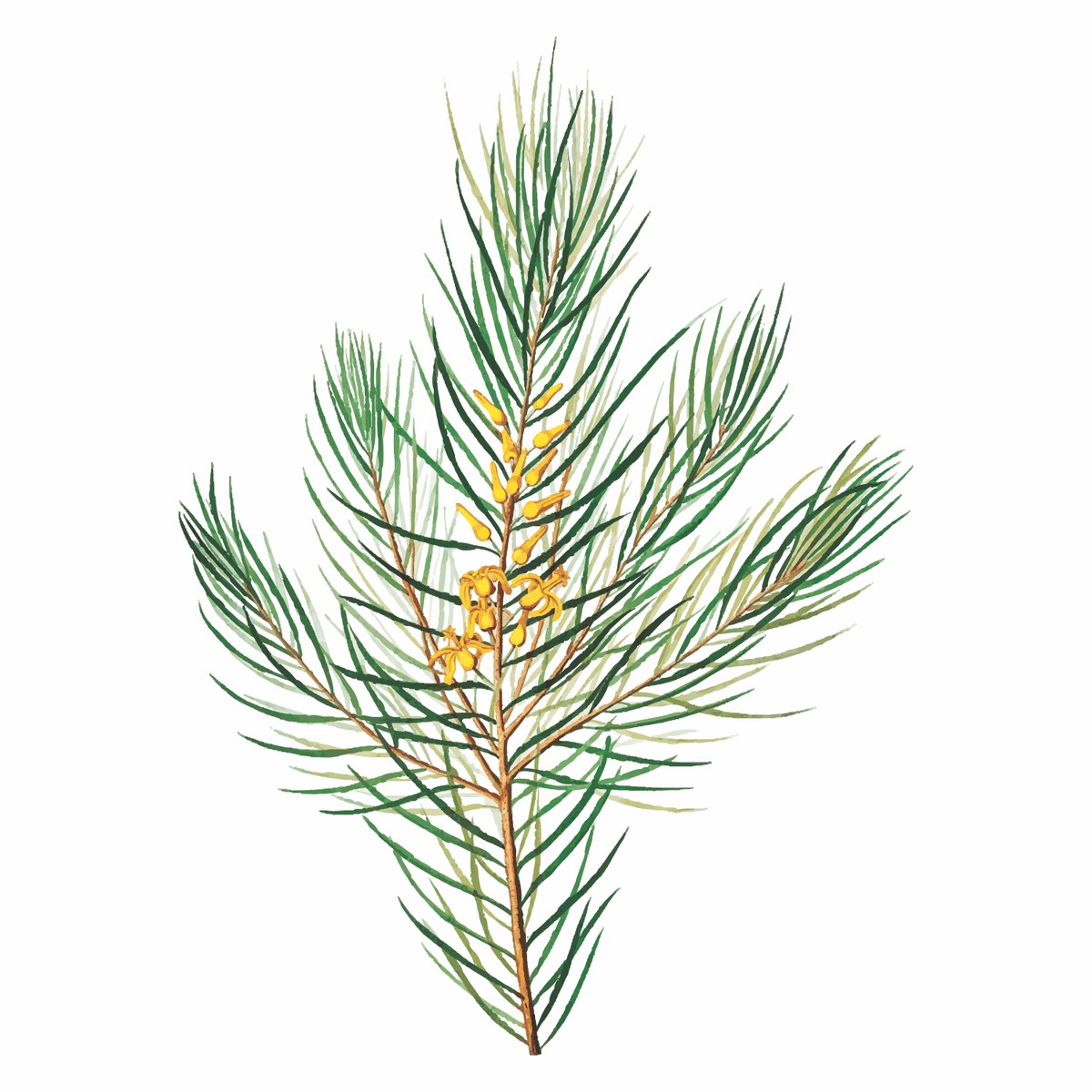 Cedrus Deodara (Himalayan Cedar) Wood Oil: The Allure of the Himalayas ...