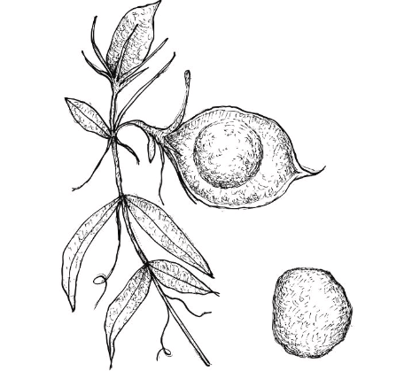 Len Esculenta (Lentil) Fruit Extract: Unveiling the Power of Lentils i ...
