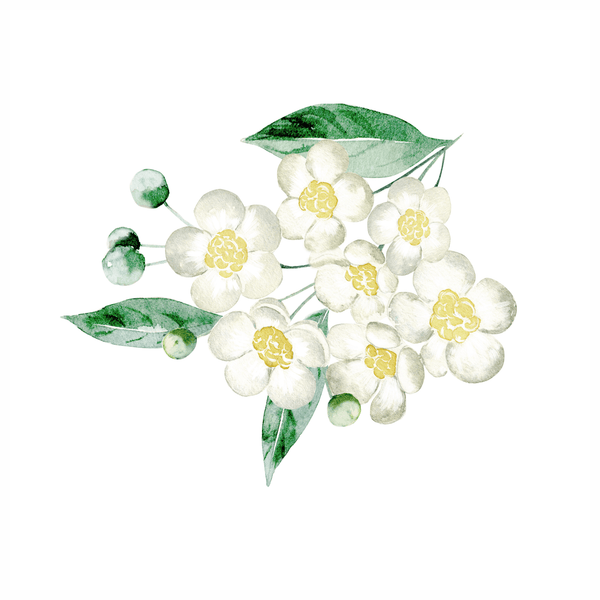 Litsea Cubeba (May Chang): From Our Farm to Your Flawless Glow - ALODERMA